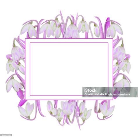 흰색 고립 된 배경의 바깥 쪽 가장자리에 눈방울이있는 낭만적 인 직사각형 프레임 라일락 톤의 수채화 일러스트 갈란투스에 대한 스톡 벡터 아트 및 기타 이미지 Istock