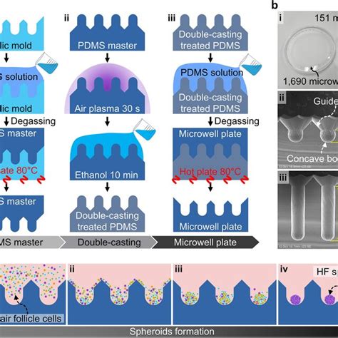 Fabrication Of The Microwell Plate And Spheroid Formation A Casting
