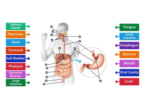 Digestive System Labeling Labelled Diagram