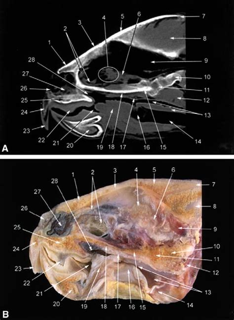Turtle Head Anatomy