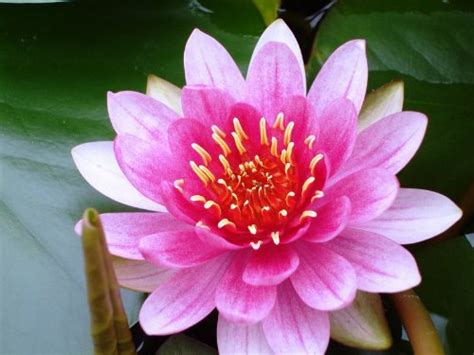 Water Lily Fertilizer The 15 Best Products In Comparison Aquaristics