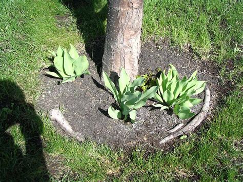 Tree Root Issues Blog Parkland Tree Care