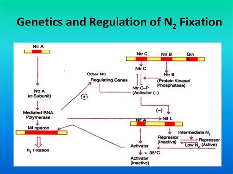 Biological Nitrogen Fixation Pdf
