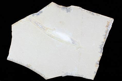 13 Fossil Squid With Soft Bodied Preservation Posneg 77838 For