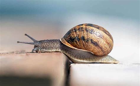 Sonhar Com Aranha Quais Os Significados É Bom Ou Ruim