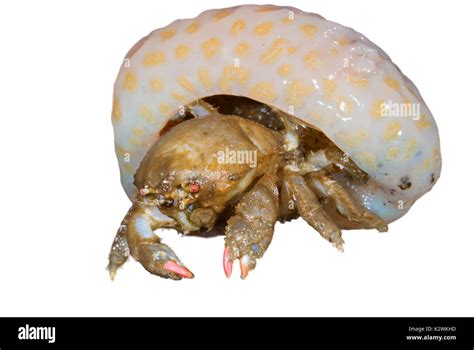 Shellback Crab Hypoconcha Arcuata Isolated On White Background Stock