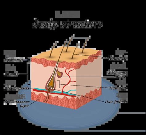 头皮结构图的搜索结果 百度图片搜索 花瓣网