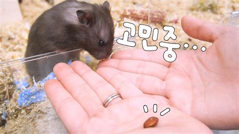 손이 무서운 겁많은 햄스터 간식으로 꼬셔서 핸들링 도전 햄스터 핸들링 Youtube