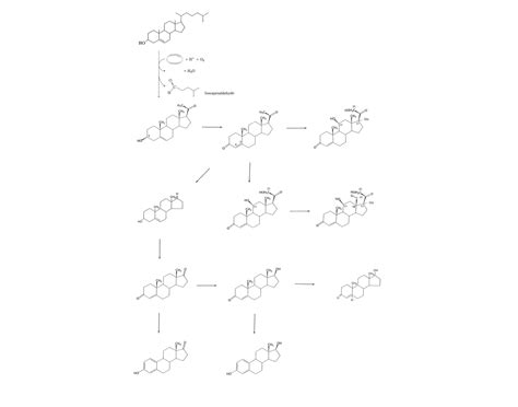 Synthesis Of Steroid Hormones Quiz