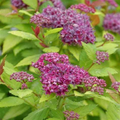 Double Play Dolly Spirea Proven Winners Colorchoice Flowering Shrubs