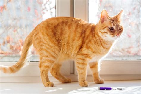 cats and laser pointers understanding your cat s point of view 2