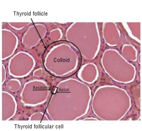 Thyroid Physiology Rodrigo Arrangoiz Ms Md Facs Fsso