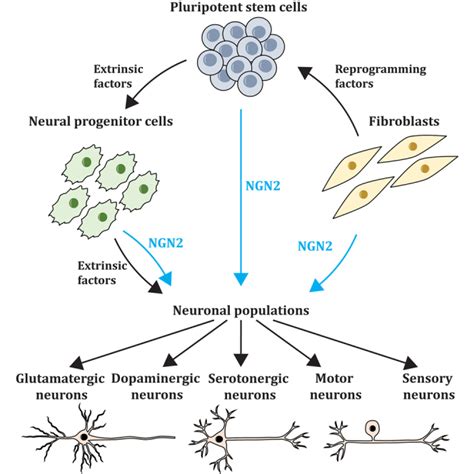 Making Neurons Made Easy The Use Of Neurogenin 2 In Neuronal