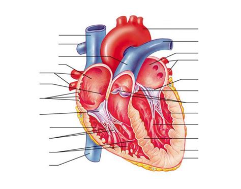 Physio Heart Diagram Quizlet