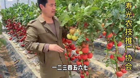 大果番茄这样控旺，只控秧子不控果，产量更多，效果更棒 Youtube