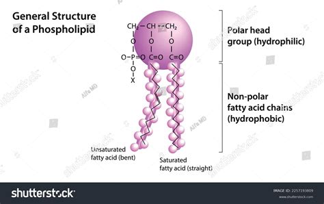 Phospholipid Structure Diagram