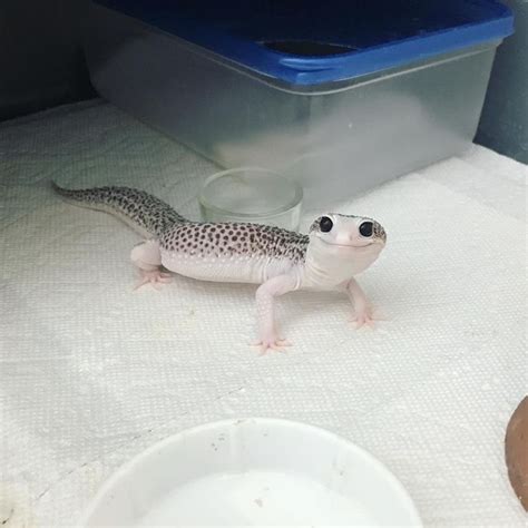 Adorable Gecko