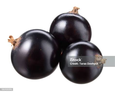 검은 색 건포도가 분리됩니다 클리핑 경로가 있는 흰색 배경의 검정 측면 보기입니다 전체 깊이의 베리 3개 0명에 대한 스톡 사진 및 기타 이미지 Istock