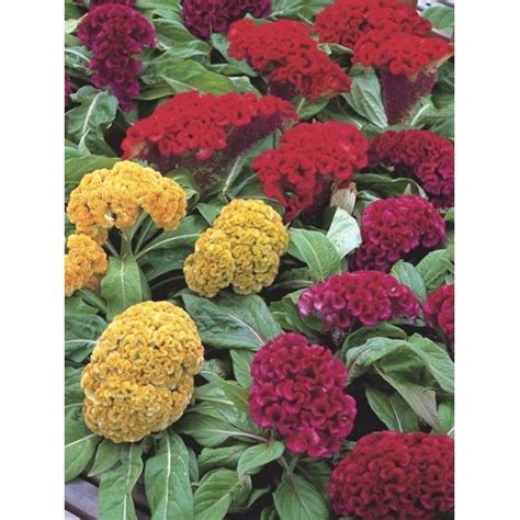 Целозия Петльов Гребен от Plants Bg с отлична цена