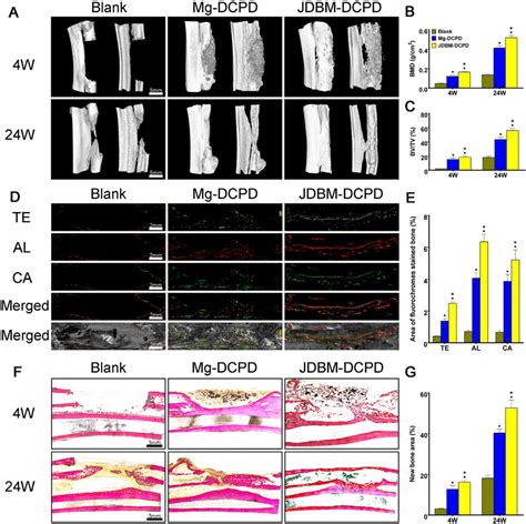 Bone Repair Ability Of The Scaffolds In Segmental Bone Defect Model A Download Scientific