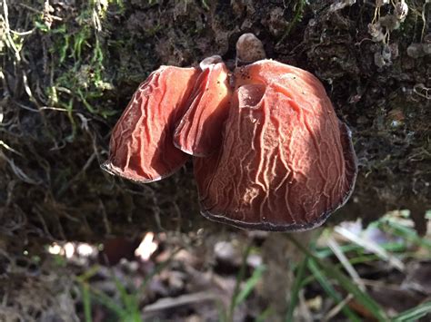 If That S Flashing Then Lock Me Up R Mycology