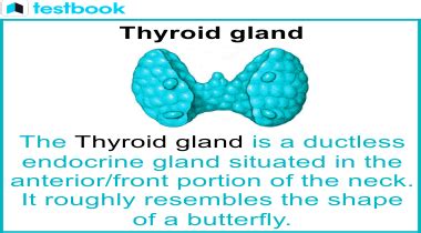 Difference Between Adrenal Gland And Thyroid Gland Testbook