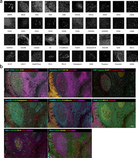 40 Marker Multiplex Staining Performed Using The Seqif Method A Download Scientific Diagram