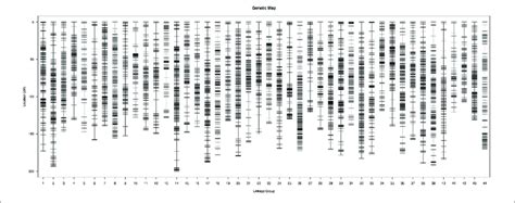 High Density Linkage Sex Average Map For Litopenaeus Vannamei Download Scientific Diagram
