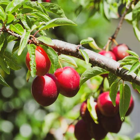 Mirabelle Prunus Gypsy Sja Bush 12l Coolings Garden Centre