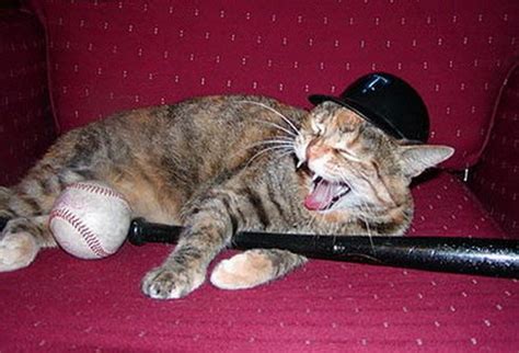 A Gallery Of Cats Who Love Baseball