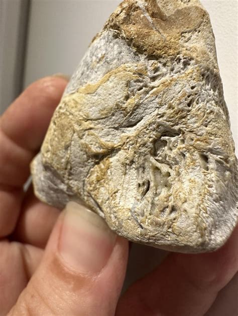 What Can You Tell Me About This Fossil Looks Like The Gaps Of The Fossil Filled In With Quartz