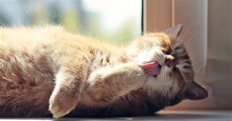 Психологічний тест по картинці — у чому ваш талант Телеграф