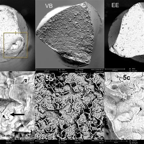 Sem Evidence Cross Sections Of Separated Fracture Surfaces Depict
