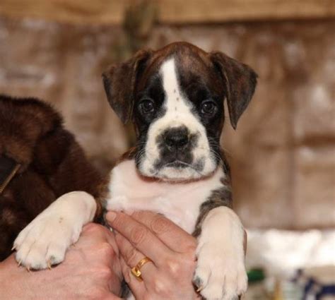 Boxer Puppies Sale Pueblo Co Nordom Kennel