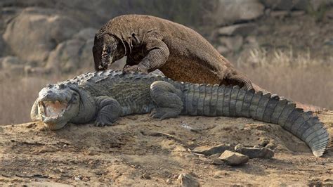 Komodo Vs Crocodile