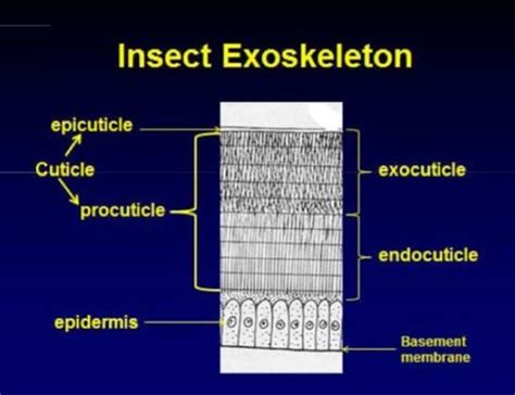 Insect Physiology 321 Integument System Flashcards Quizlet