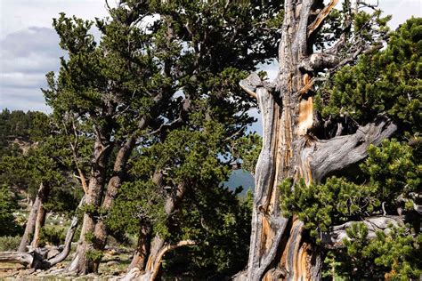 40 Types Of Pine Trees You Can Actually Grow 2025
