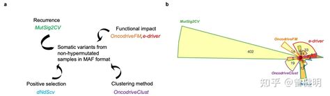 不同软件算法拿到的统计学显著突变基因交集很少 知乎 不同软件算法拿到的统计学显著突变基因交集很少 知乎