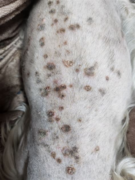 강아지 피부병 이거 뭔가요 지식in