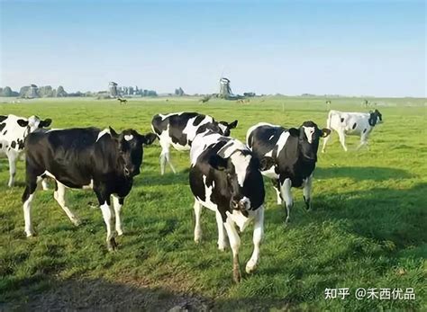 如何提高奶牛乳蛋白 知乎