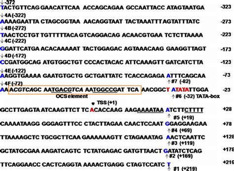 The Dna Sequence Of The Subgenomic Transcript Promoter Of The Dahlia