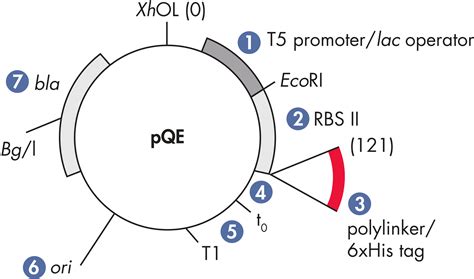 N Terminus Pqe Vector Set