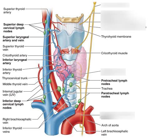 Superior Laryngeal Nerve