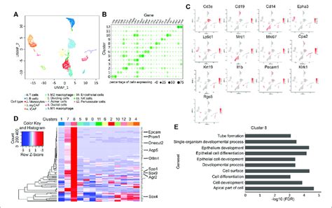 Scrna Seq Analysis Reveals A Progenitor Like Ducts For The Ductal