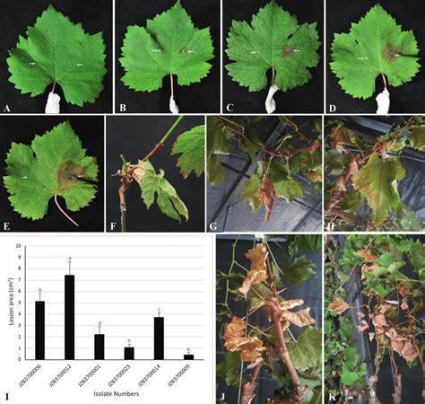 Detached Leaf Pathogenicity Assay And Whole Plant Inoculation Results