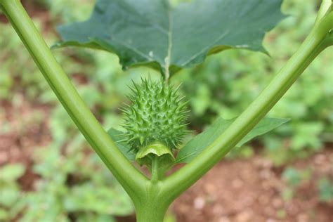 Datura Stramonium L Plants Of The World Online Kew Science