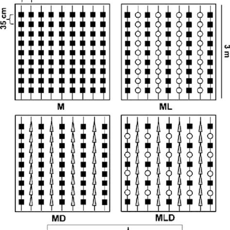 Planting Arrangement For The Intercropping Experiment M Maize Download Scientific Diagram