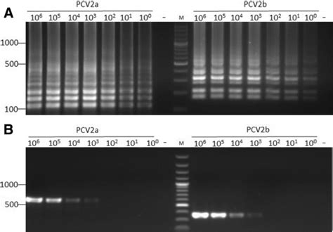 Sensitivity Of The Lamp Method And Nested Pcr For Pcv2a And Pcv2b A Download Scientific