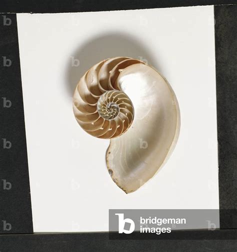 Image Of Cross Section Of Nautilus Shell