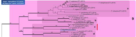 Phytophthora Docyniae Idphy